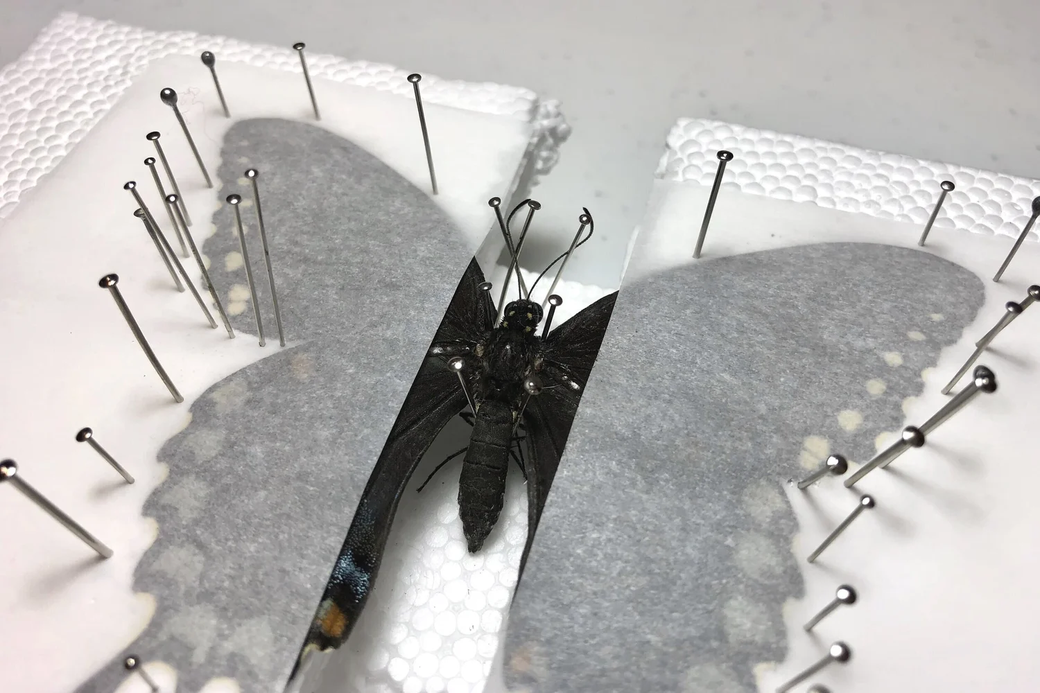 How to Preserve a Dead Butterfly: A Step-by-Step Guide | The Exploreist