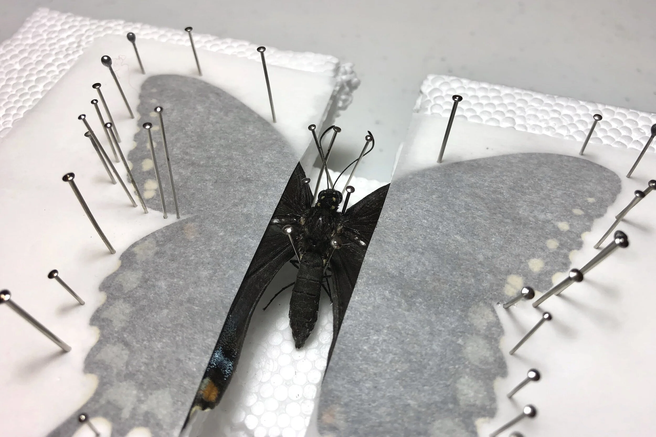 How to Preserve a Dead Butterfly: A Step-by-Step Guide | The Exploreist