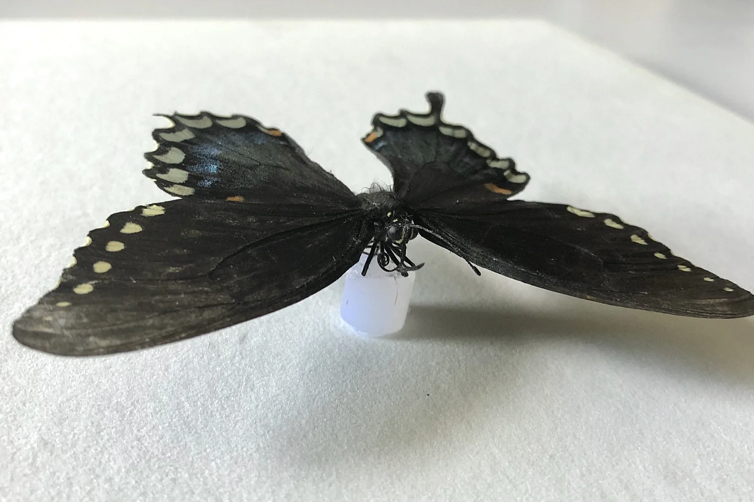 How to Preserve a Dead Butterfly: A Step-by-Step Guide | The Exploreist