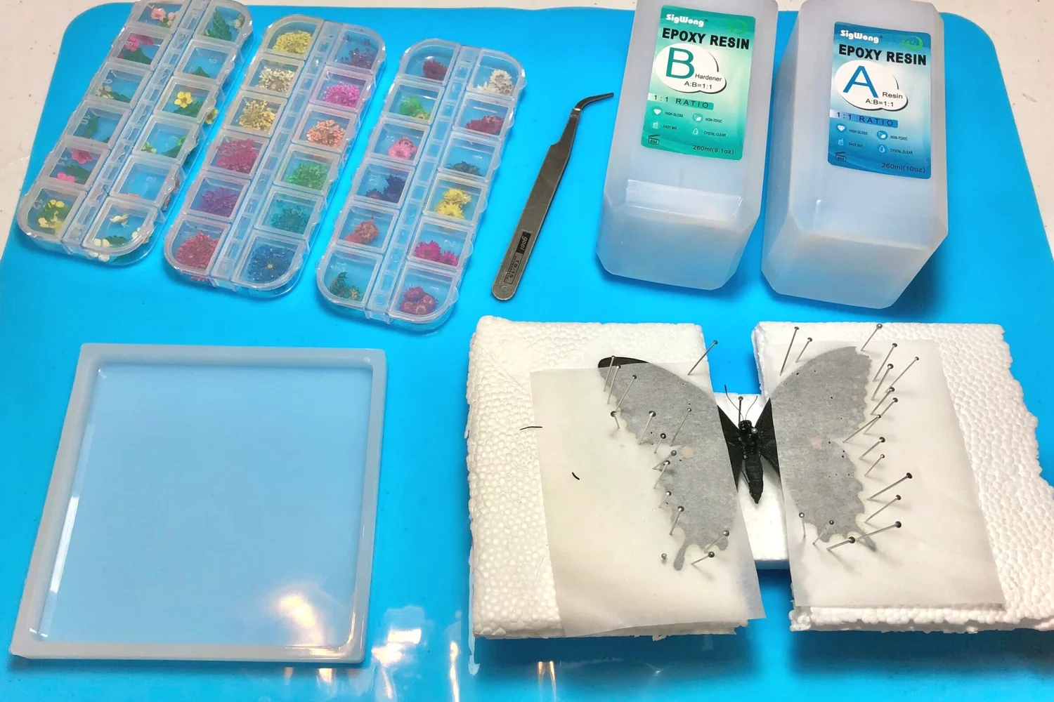 How to Preserve a Butterfly: a Step-by-Step Guide | The Exploreist