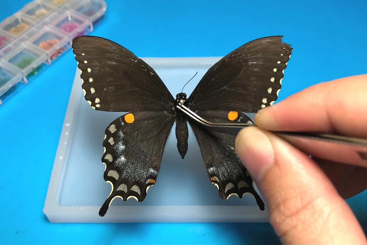 How to Preserve a Dead Butterfly: A Step-by-Step Guide | The Exploreist
