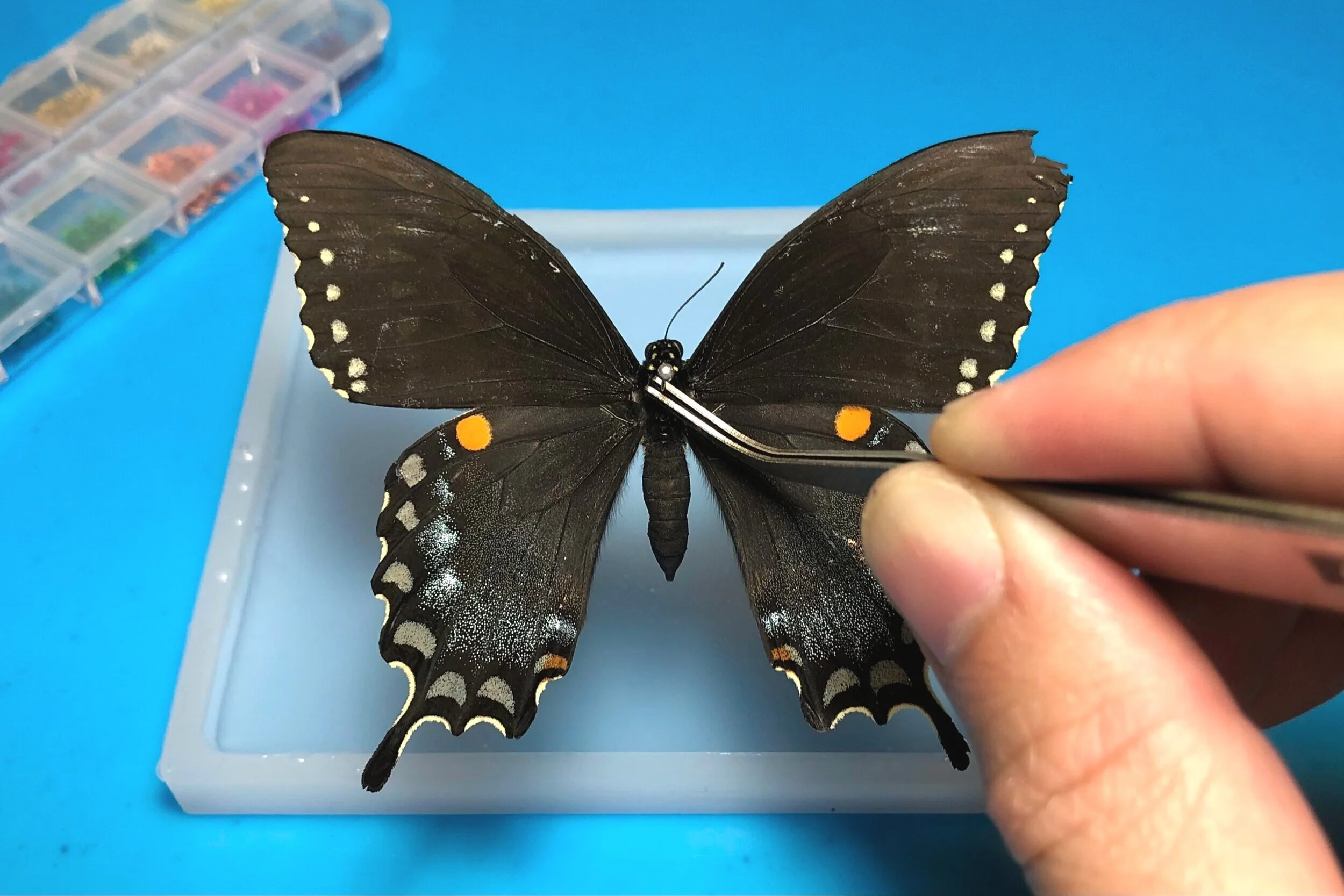 How to Preserve a Dead Butterfly: A Step-by-Step Guide | The Exploreist