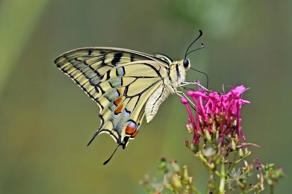 How Long Do Butterflies Live? By Species | The Exploreist