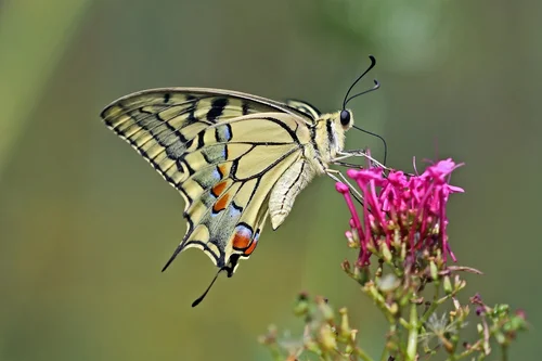 How Long Do Butterflies Live? By Species | The Exploreist