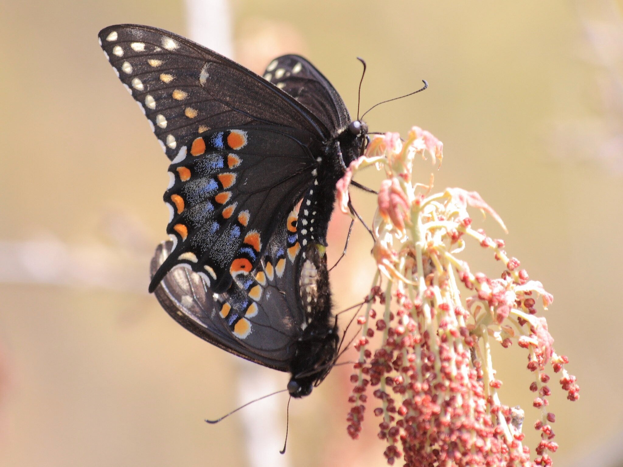 How Long Do Butterflies Live? By Species | The Exploreist