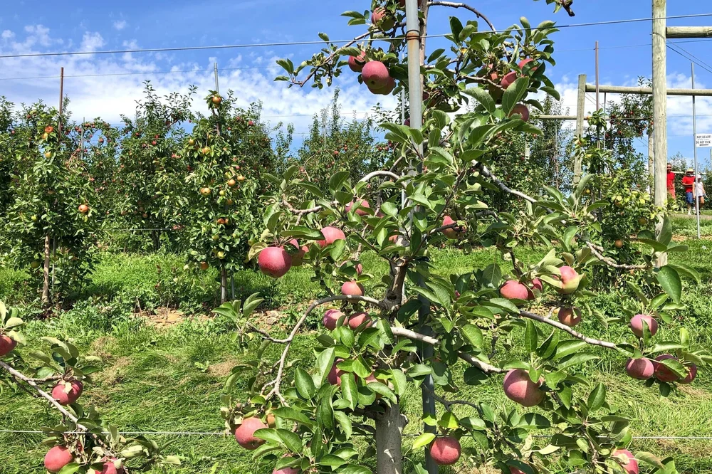 13 Best Things to Do at Alstede Farms, New Jersey | The Exploreist
