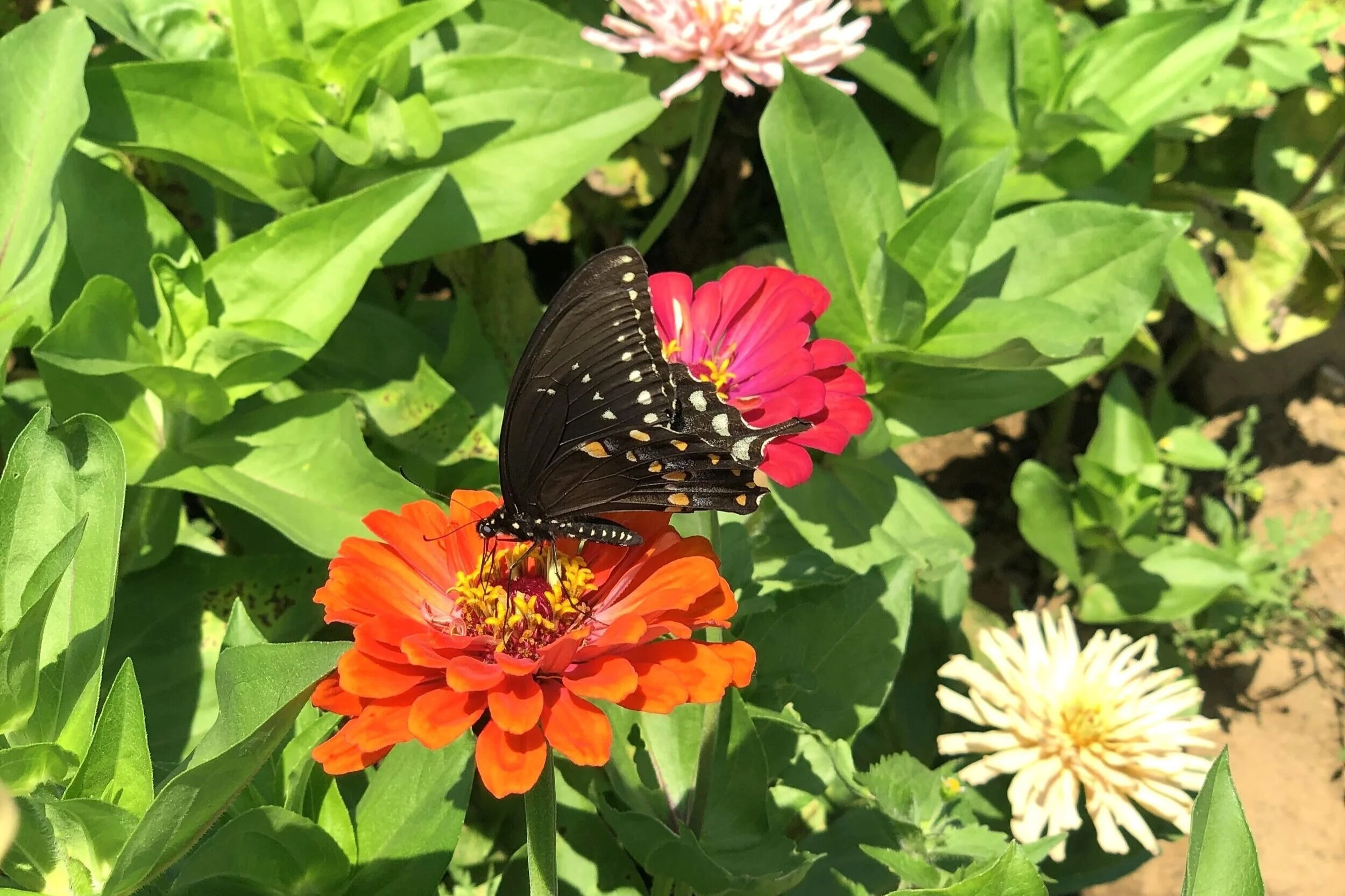 13 Best Things to Do at Alstede Farms, New Jersey | The Exploreist