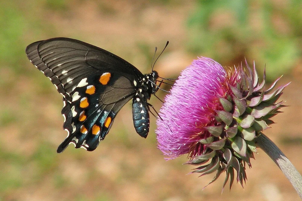 What Do Butterflies Eat? Host and Nectar Plants by Species | The Exploreist