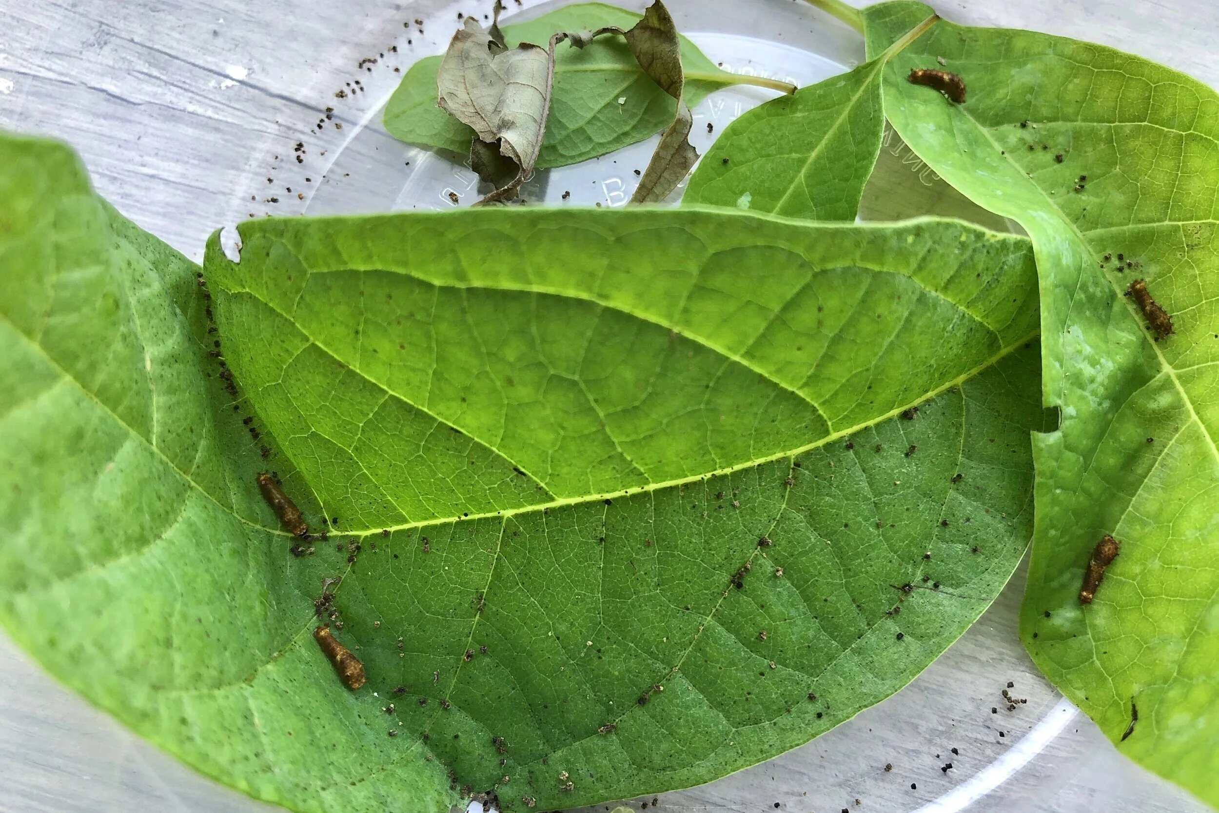 The Amazing Spicebush Swallowtail Butterfly Life Cycle | The Exploreist