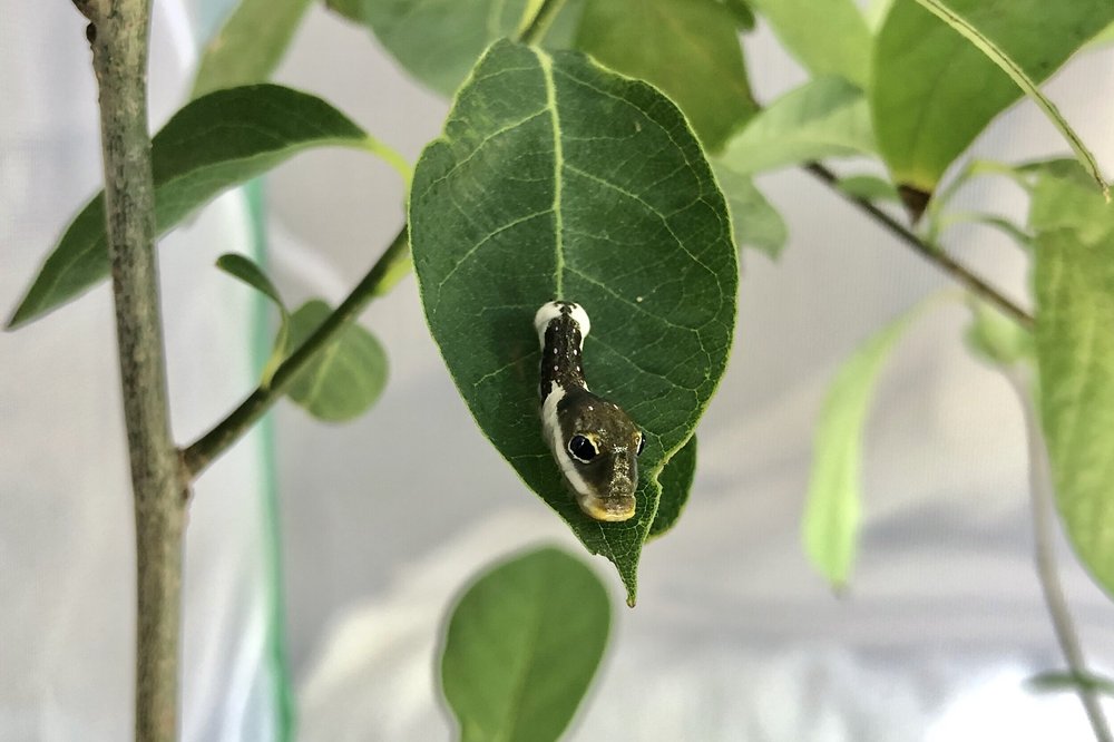 The Amazing Spicebush Swallowtail Butterfly Life Cycle | The Exploreist