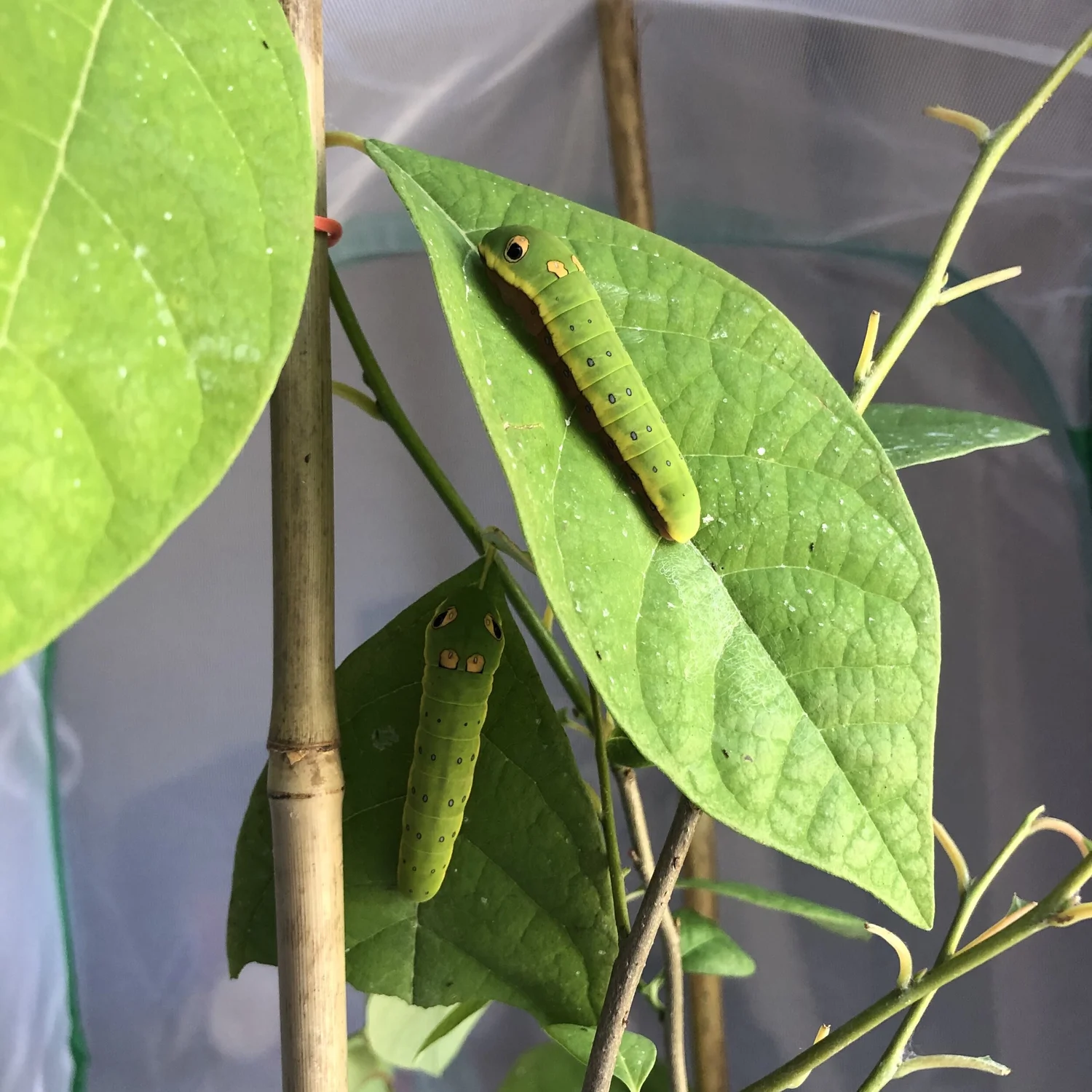 The Amazing Spicebush Swallowtail Butterfly Life Cycle | The Exploreist