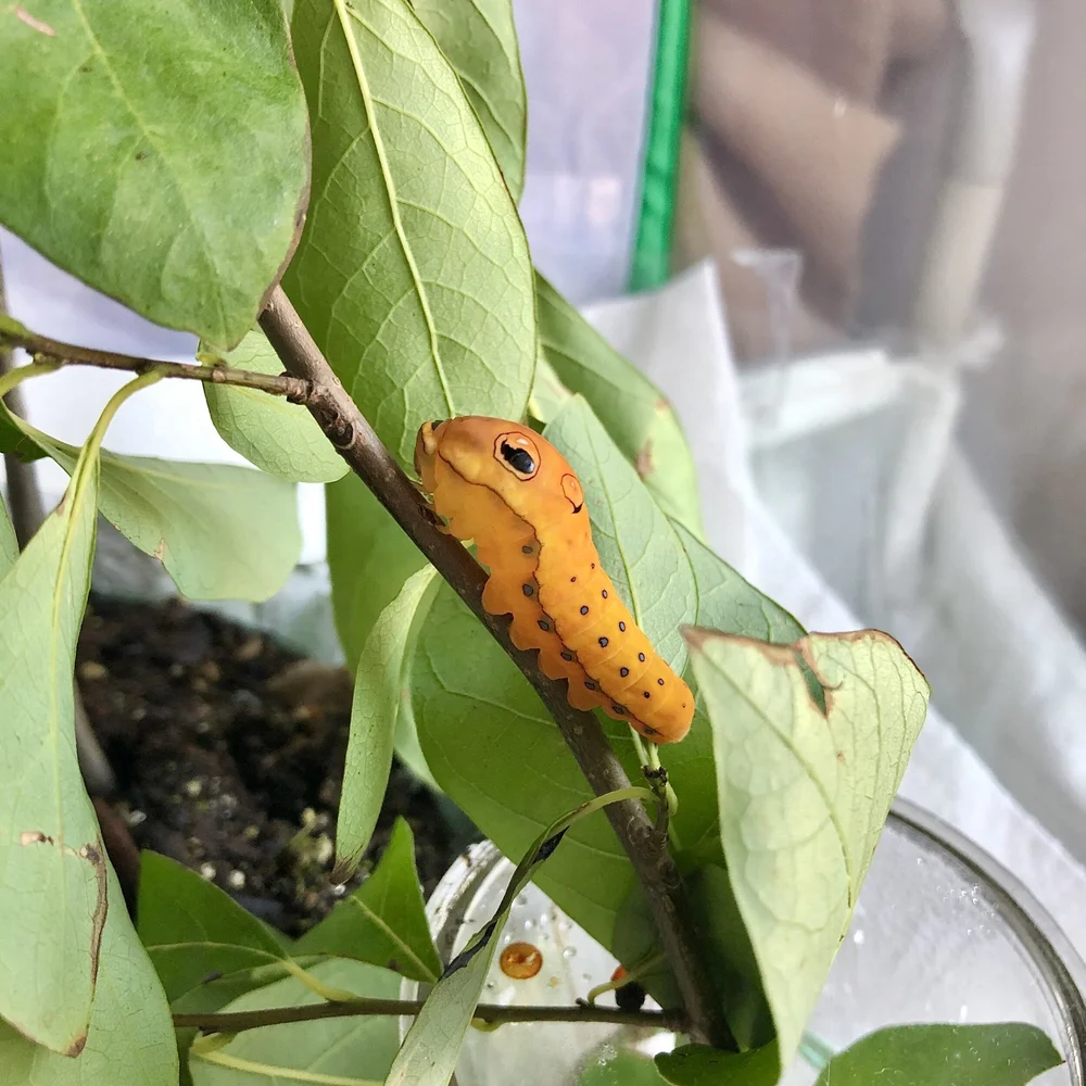 The Amazing Spicebush Swallowtail Butterfly Life Cycle | The Exploreist