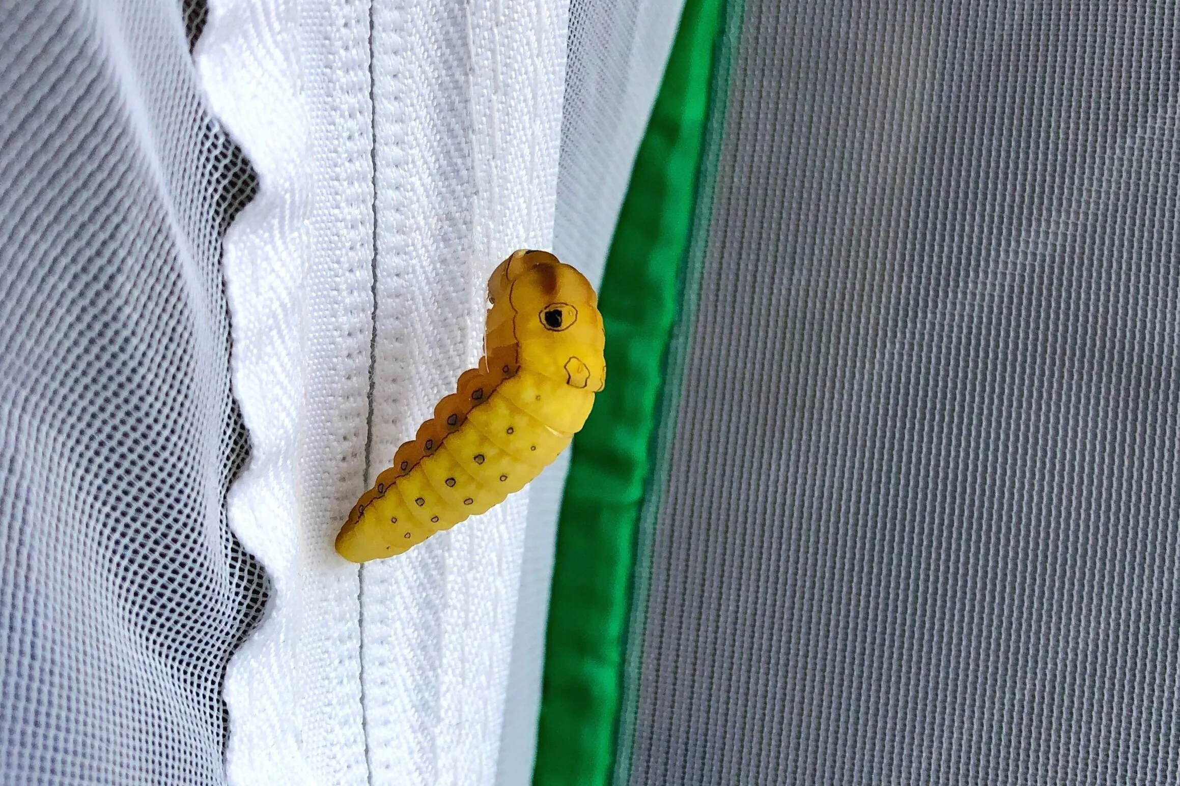 The Amazing Spicebush Swallowtail Butterfly Life Cycle | The Exploreist
