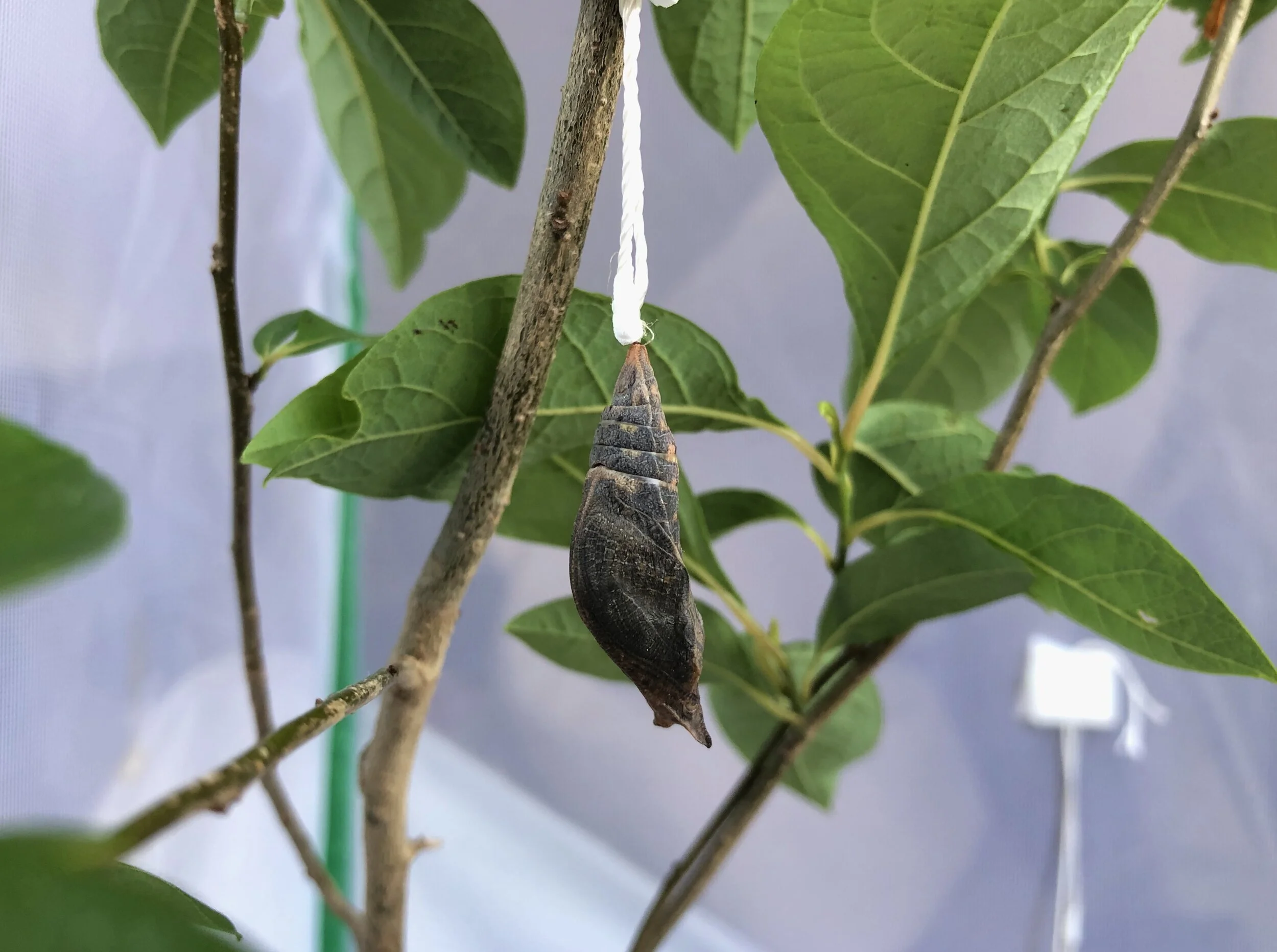 The Amazing Spicebush Swallowtail Butterfly Life Cycle | The Exploreist