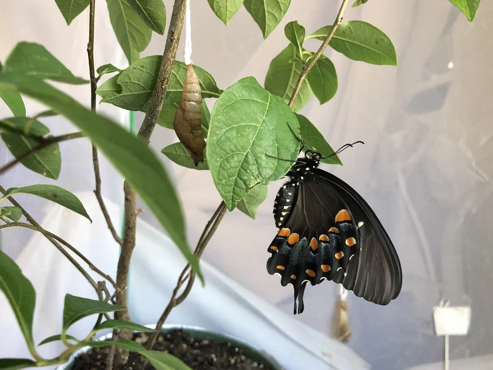 The Amazing Spicebush Swallowtail Butterfly Life Cycle | The Exploreist