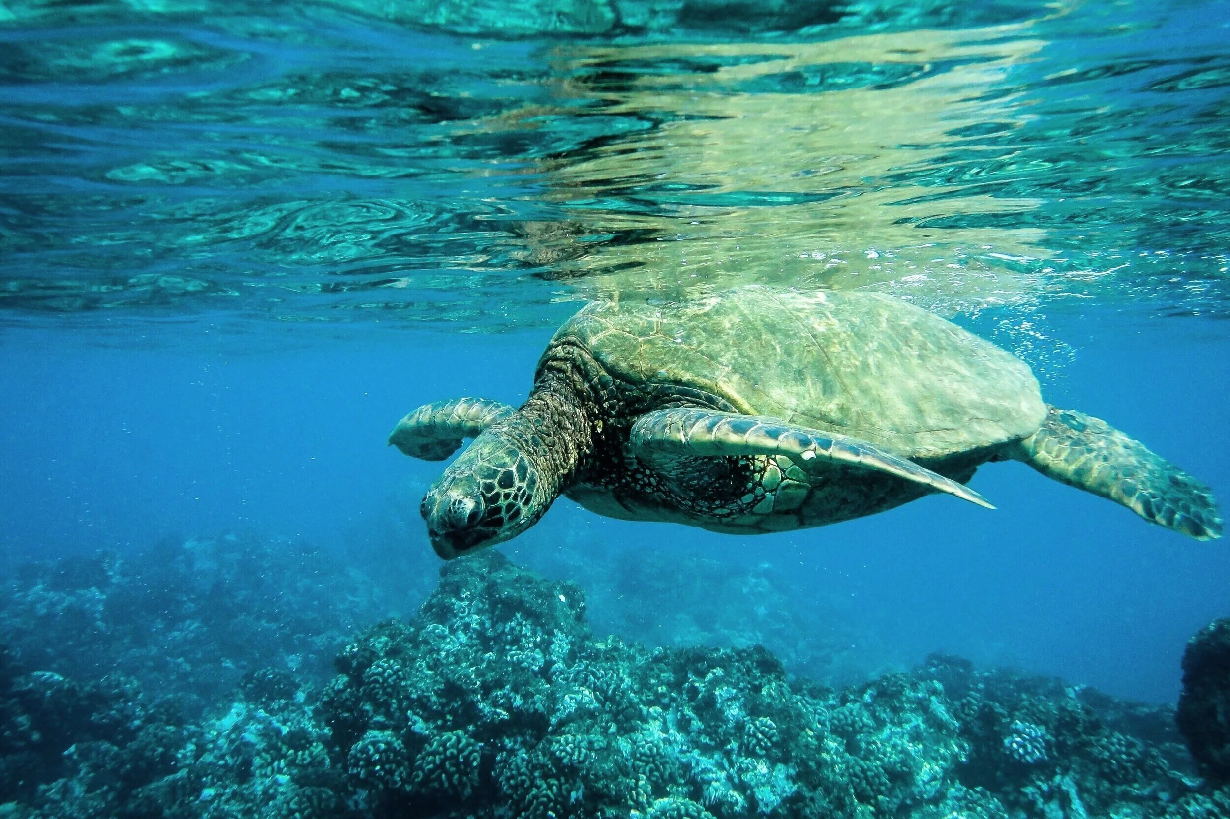 26 Best Snorkeling Spots in Hawaii, From Molokini Crater to Honolua Bay ...