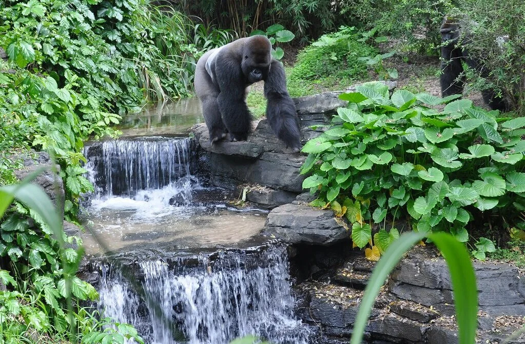 11 Best Rides at Disney’s Animal Kingdom, Ranked for 2026 | The Exploreist