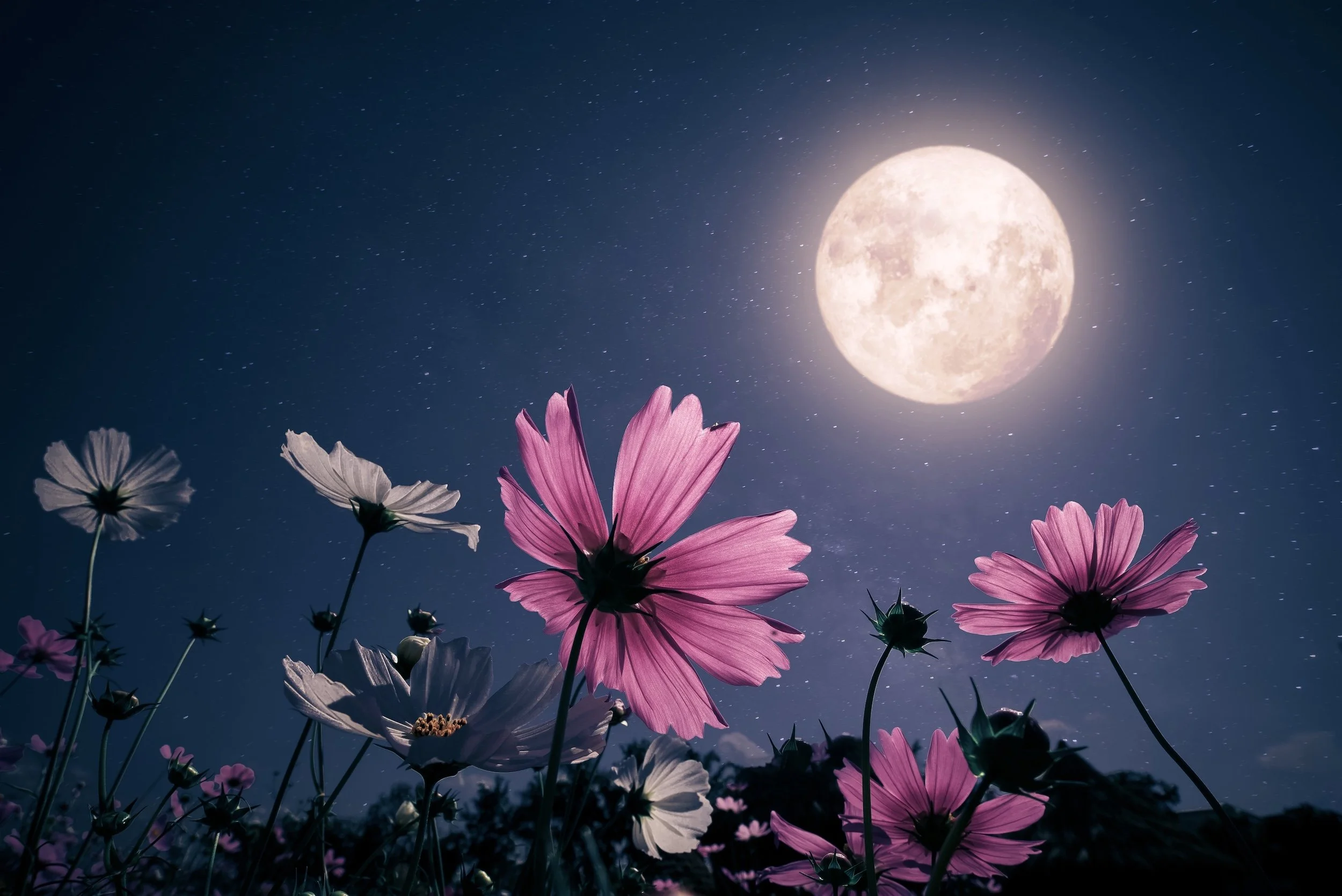 From the Pink Moon to the Beaver Moon, Here Are the Meanings of the ...