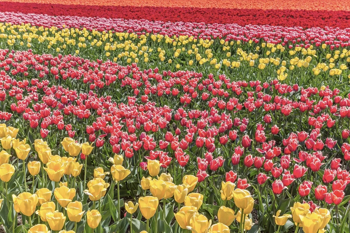 Visit the Long Island Tulip Festival for Over 2.5 Million Vibrant ...