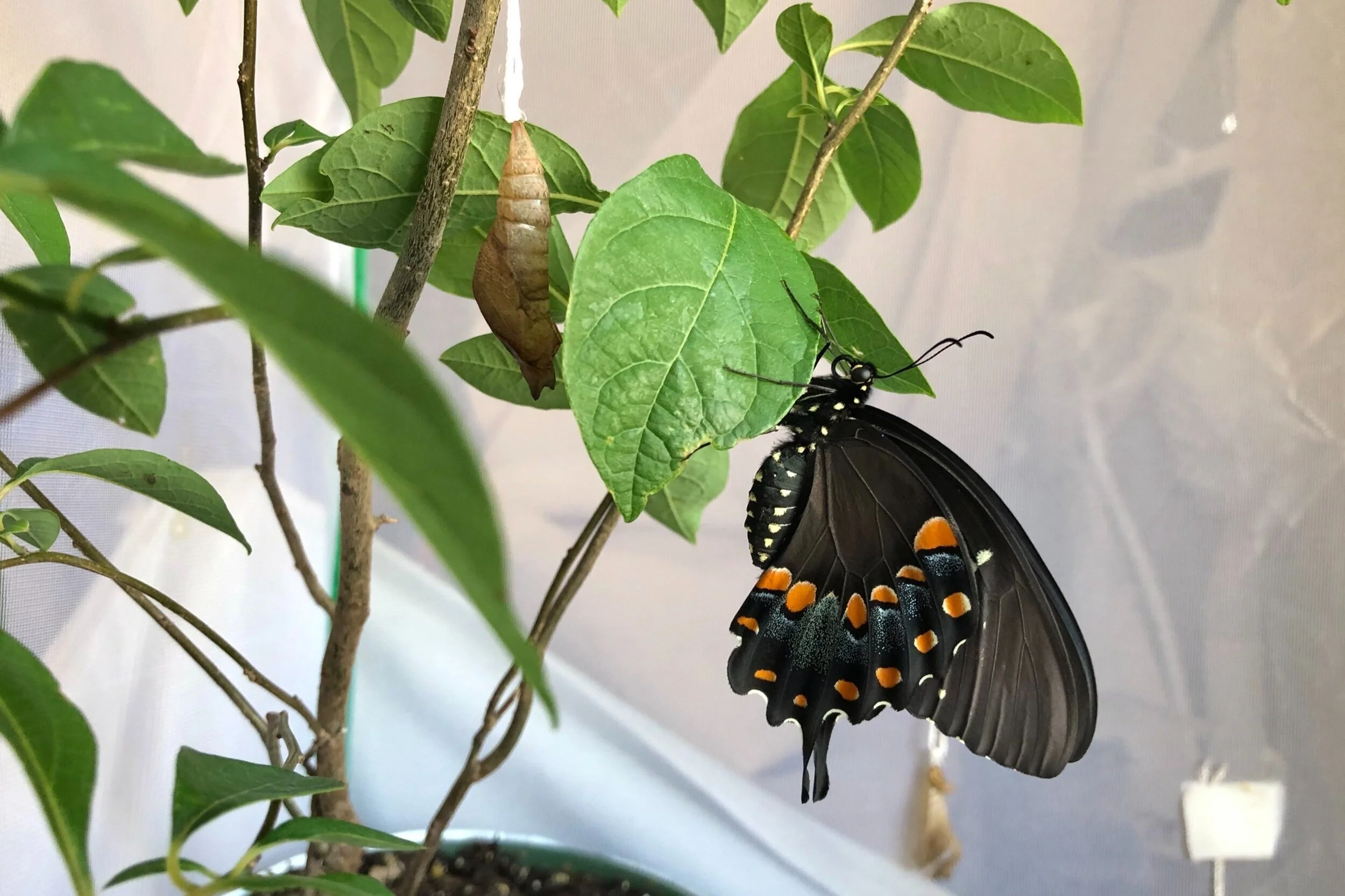 I Reared Swallowtail Butterflies at Home During the Pandemic, and Here ...