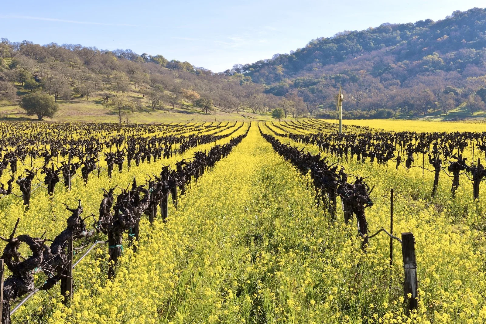 The World’s Most Celebrated Wine Region Is Blanketed in Bright Yellow ...