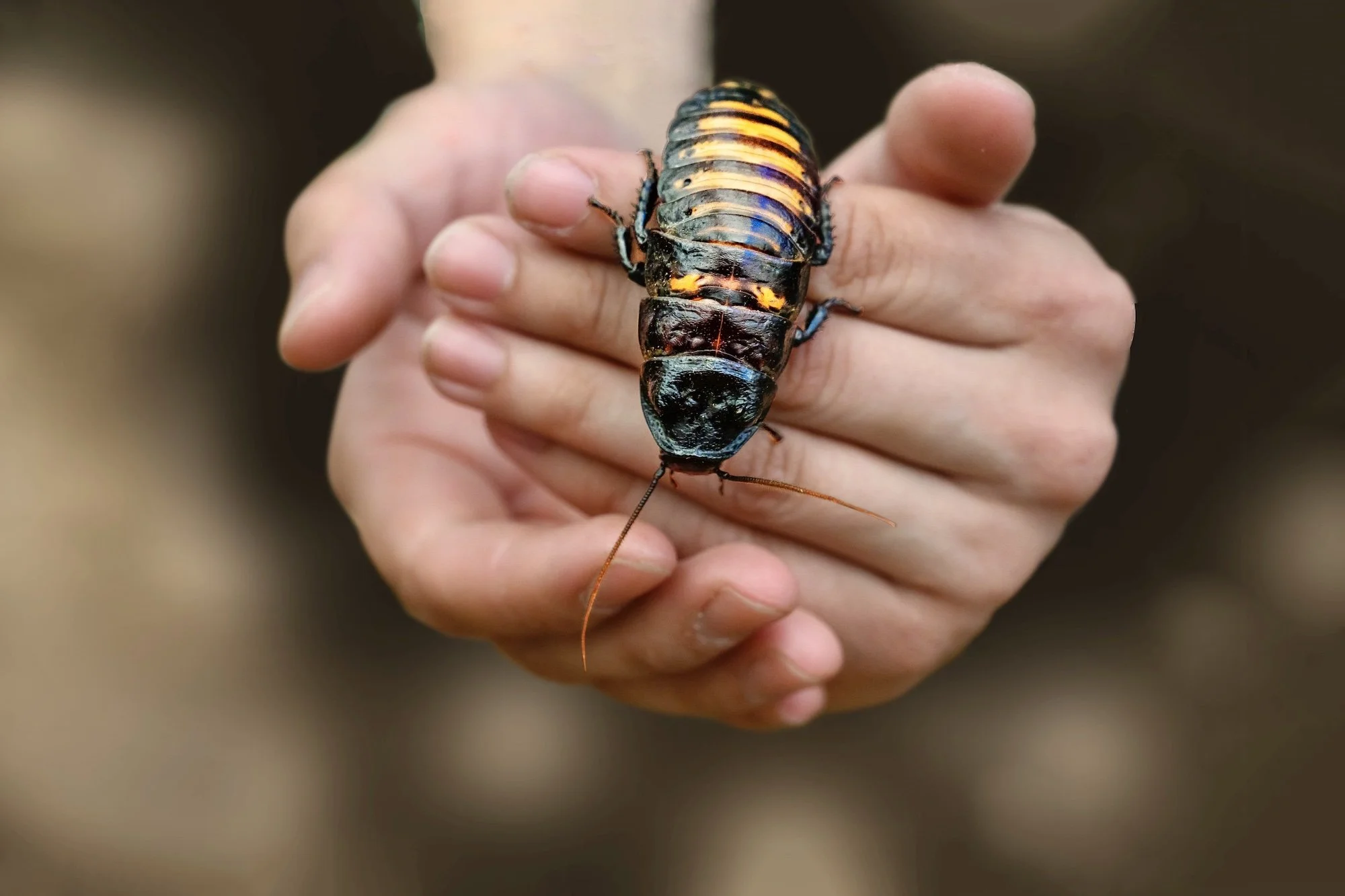 You Can Name a Roach After Your Ex This Valentine’s Day at the Bronx ...