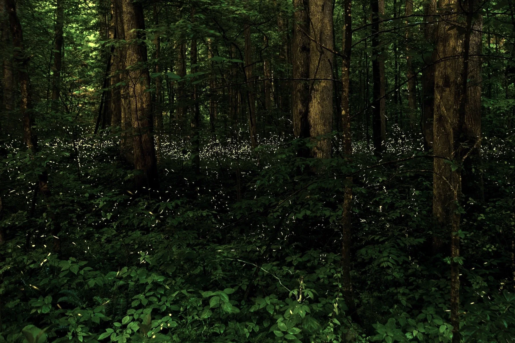 15 Best Places to See Fireflies in the United States | The Exploreist