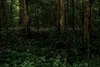 15 Best Places to See Fireflies in the United States | The Exploreist
