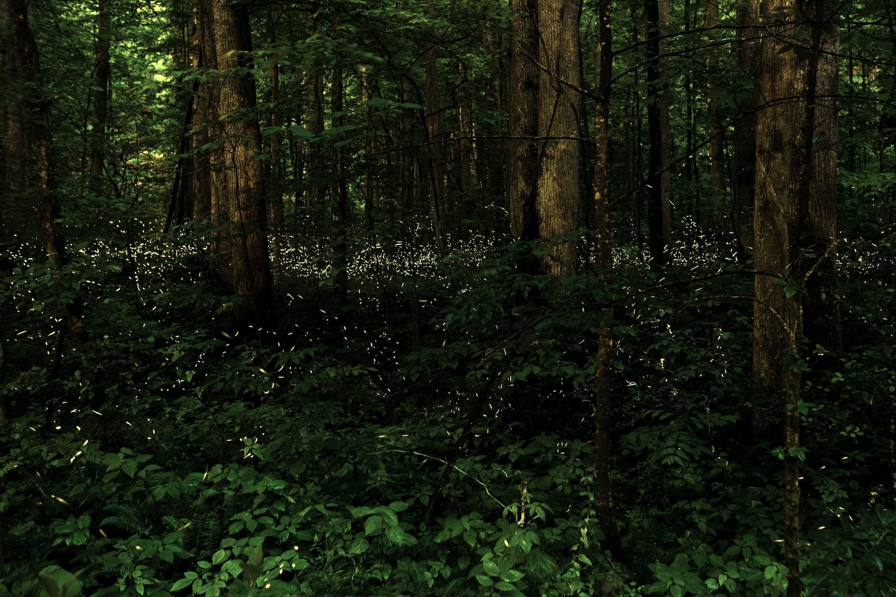 15 Best Places to See Fireflies in the United States | The Exploreist