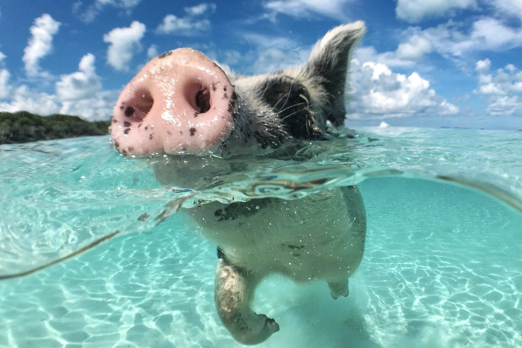 Your Complete Guide to Swimming With Pigs in the Bahamas | The Exploreist