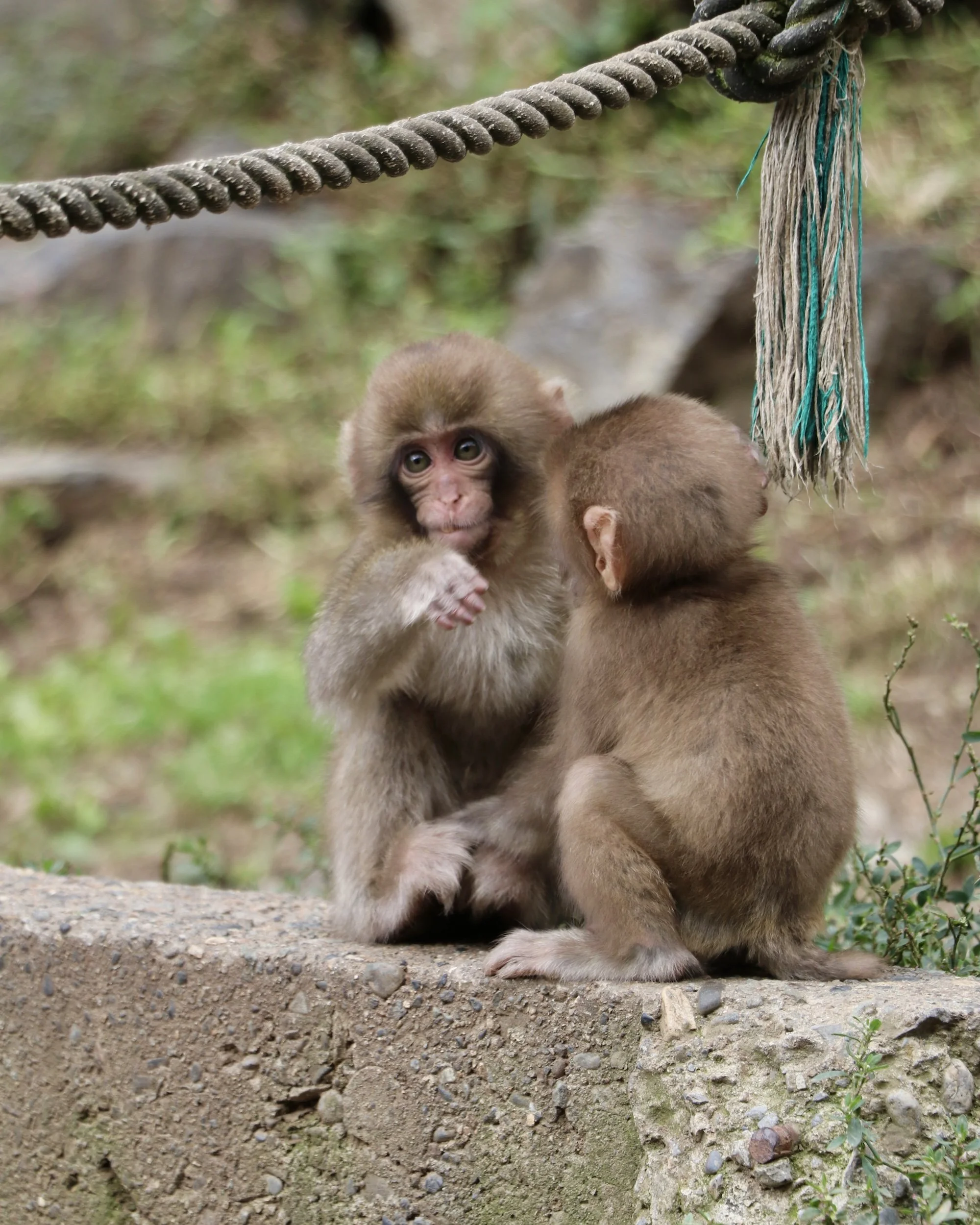 Your Guide to Visiting Snow Monkey Park (Jigokudani Yaen Kōen) in Japan ...