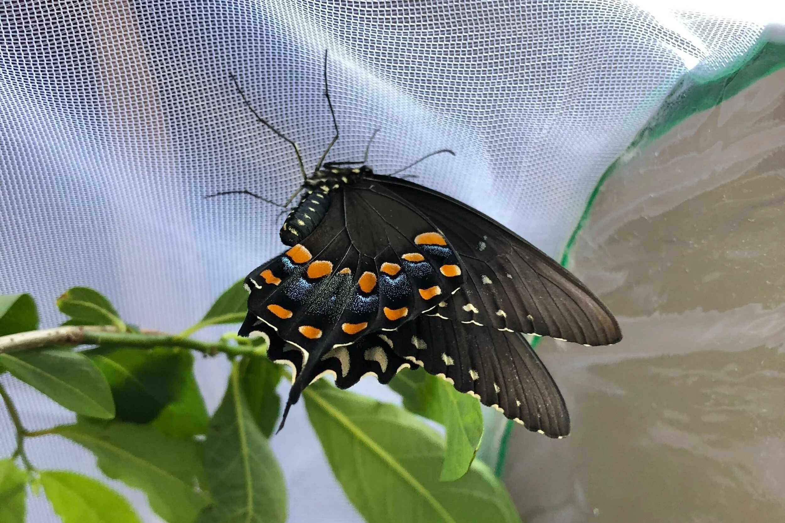 I Reared Swallowtail Butterflies at Home During the Pandemic, and Here ...