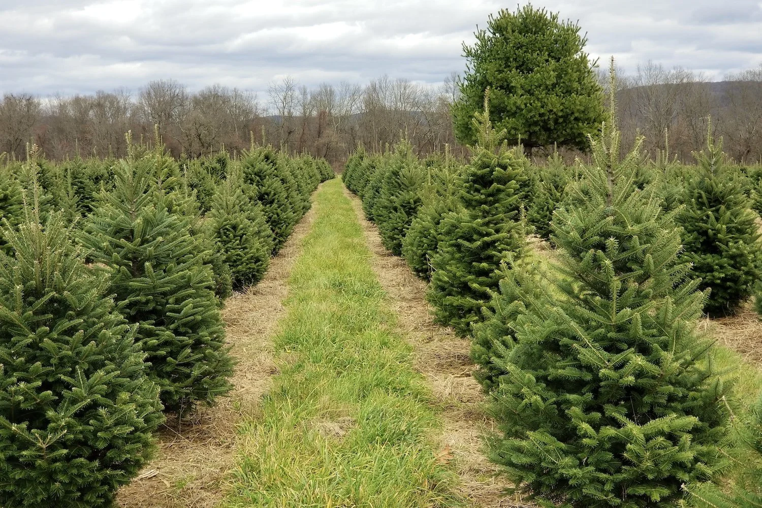 10 Best Christmas Tree Farms Near New York City | The Exploreist