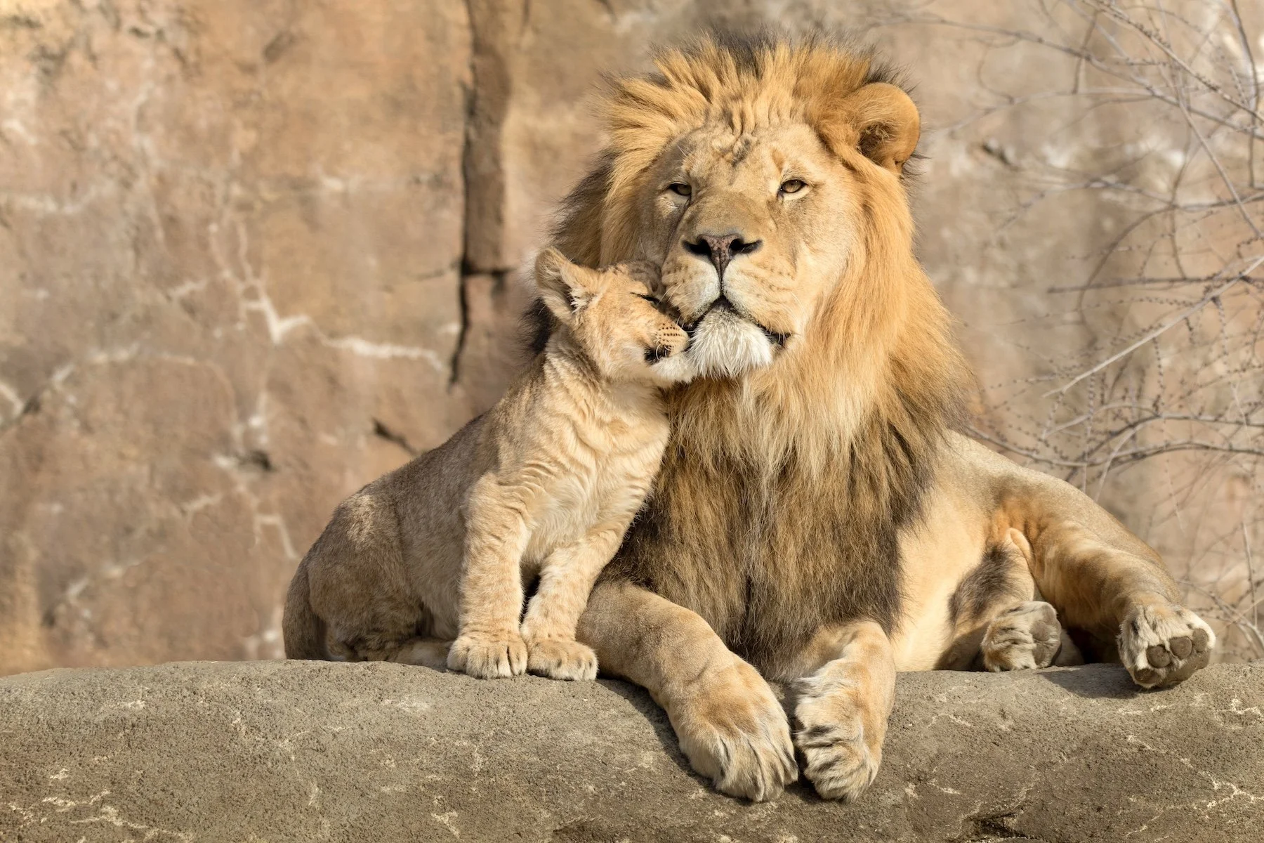 20 Best Zoos Around the World for Stunning Landscapes and Incredible ...