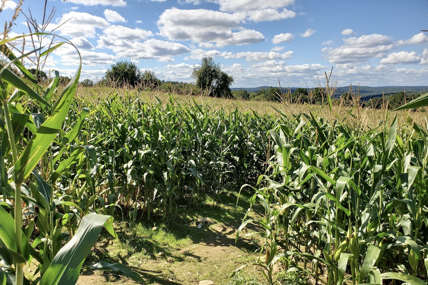 12 Best Corn Mazes to Visit This Fall in and Near New York City | The ...