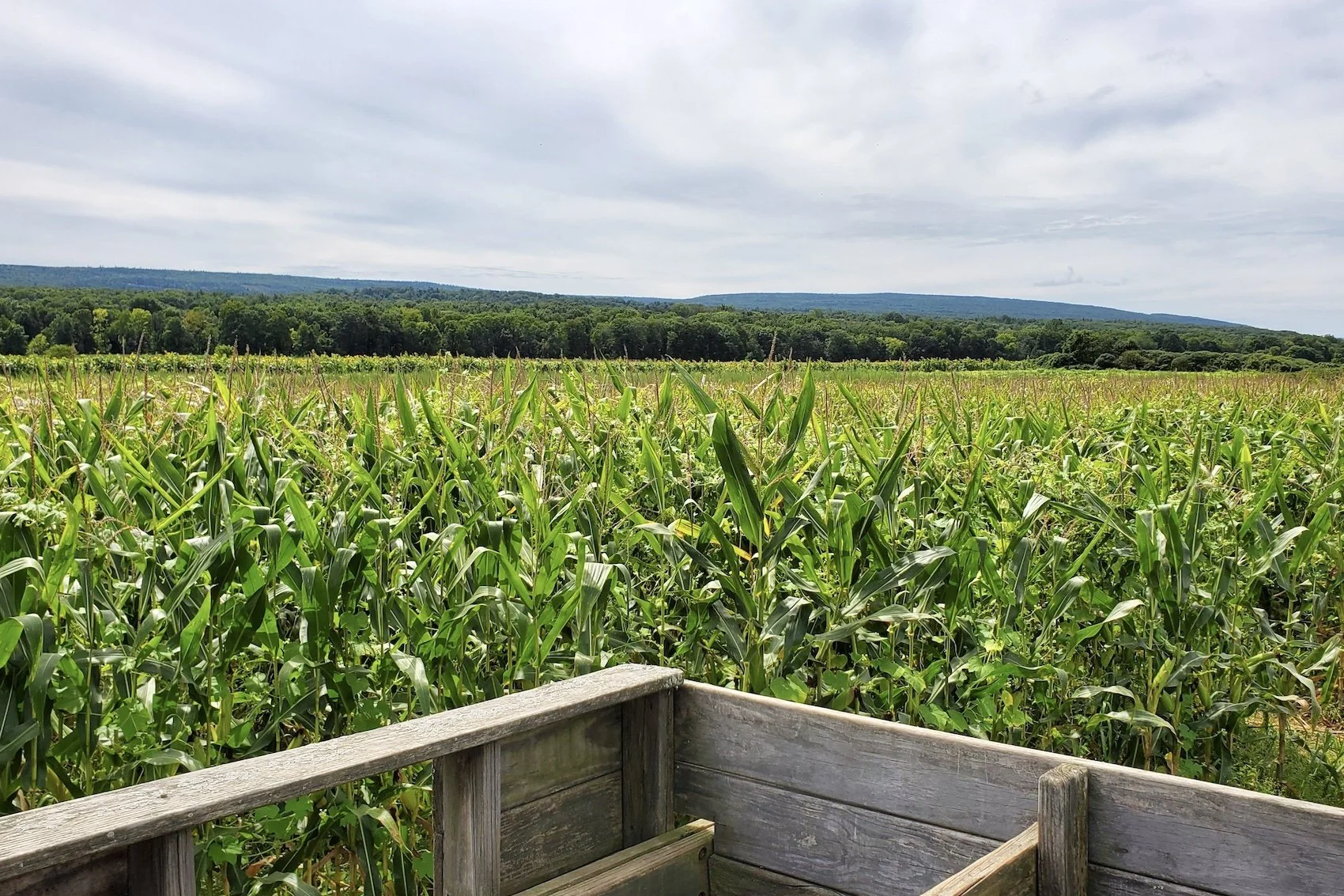 12 Best Corn Mazes to Visit This Fall in and Near New York City | The ...