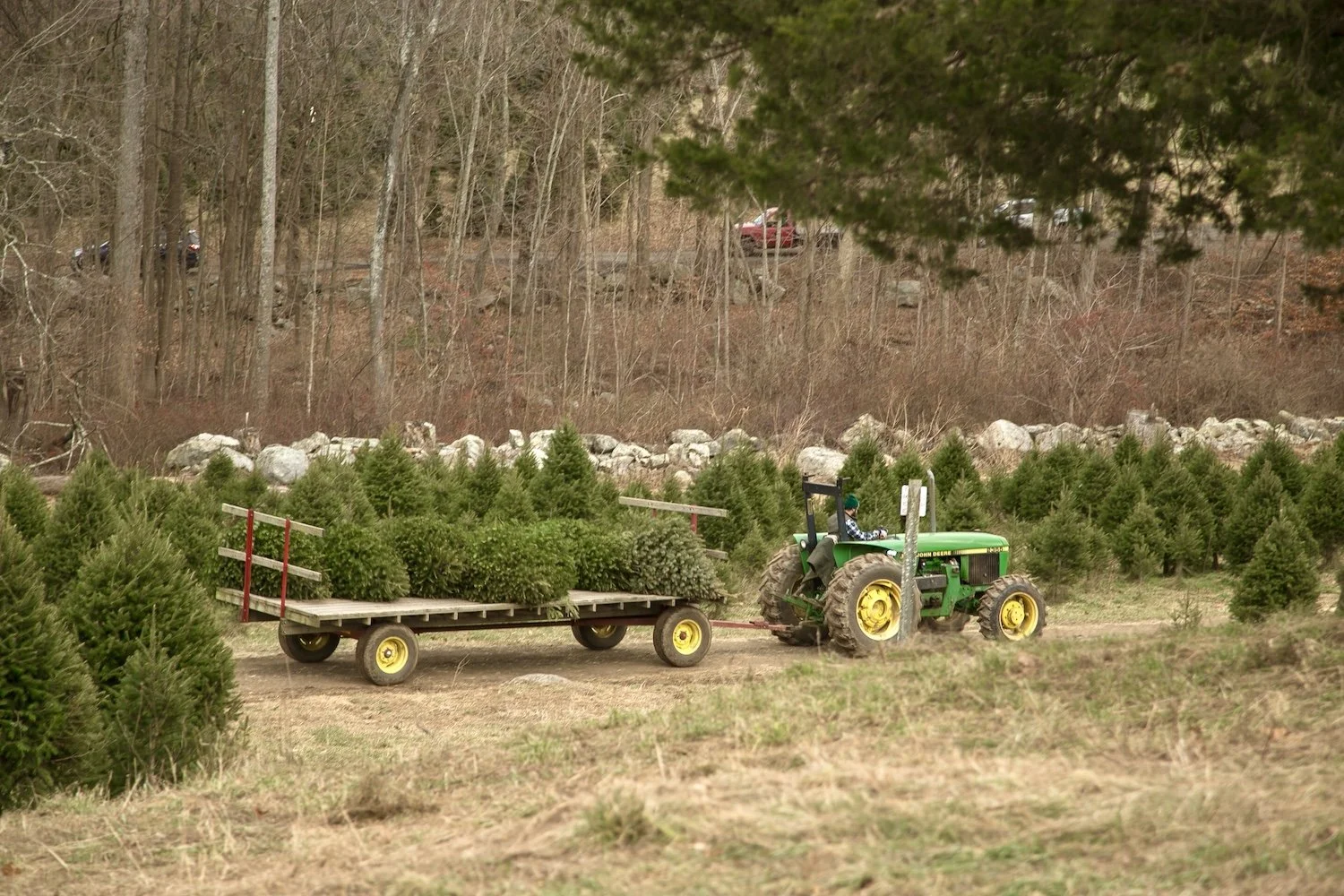 10 Best Christmas Tree Farms Near New York City | The Exploreist