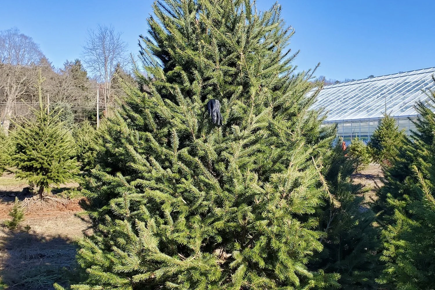 10 Best Christmas Tree Farms Near New York City | The Exploreist