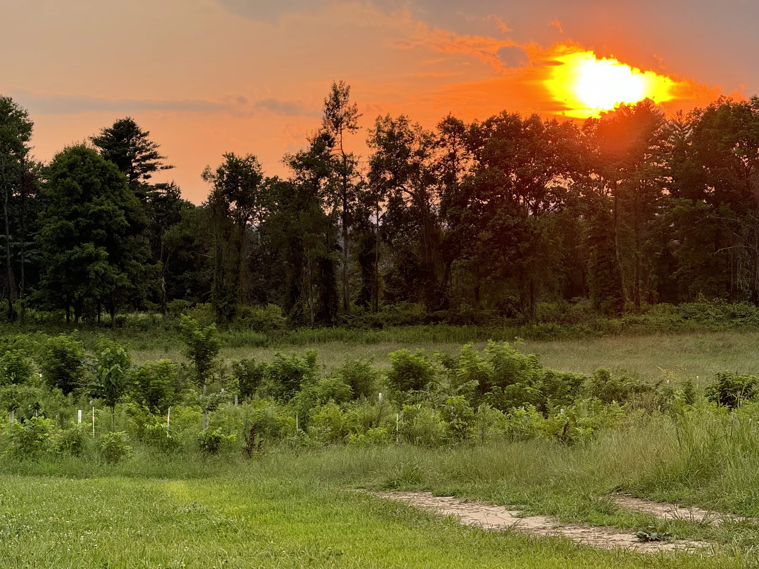 Yellowbud Farm