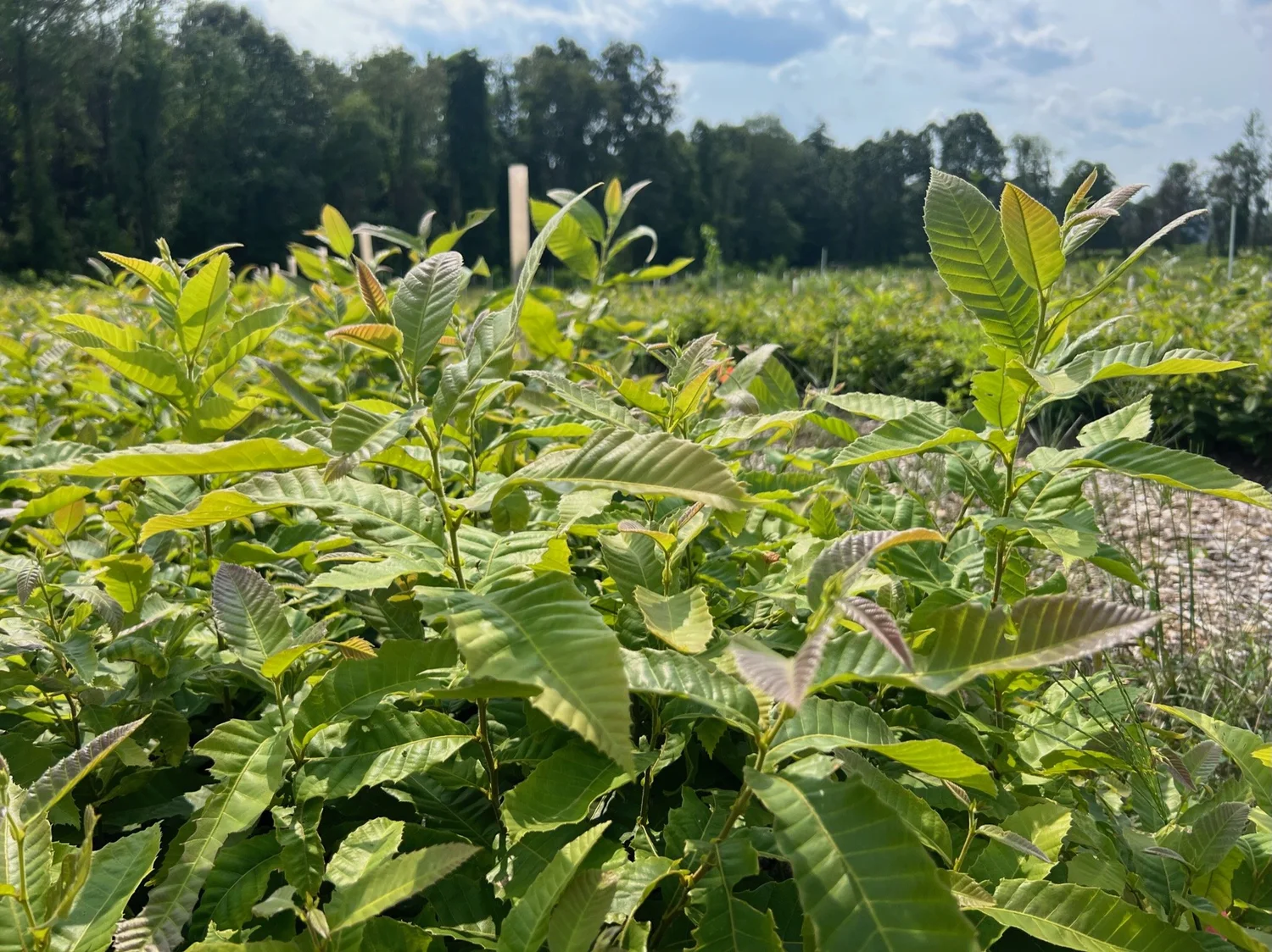 Yellowbud Farm