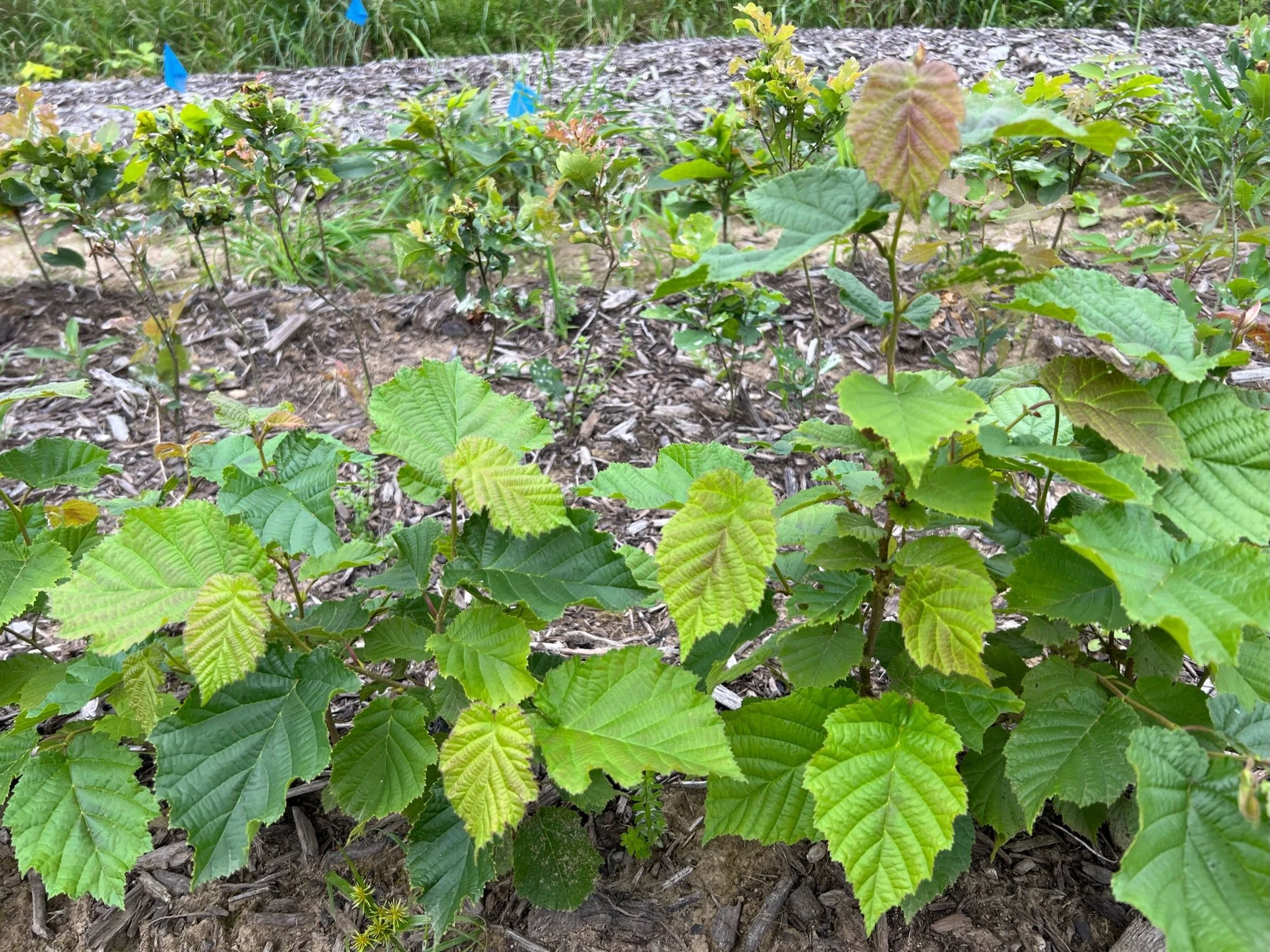 Hazel Seedlings (Corylus sp.) — Yellowbud Farm