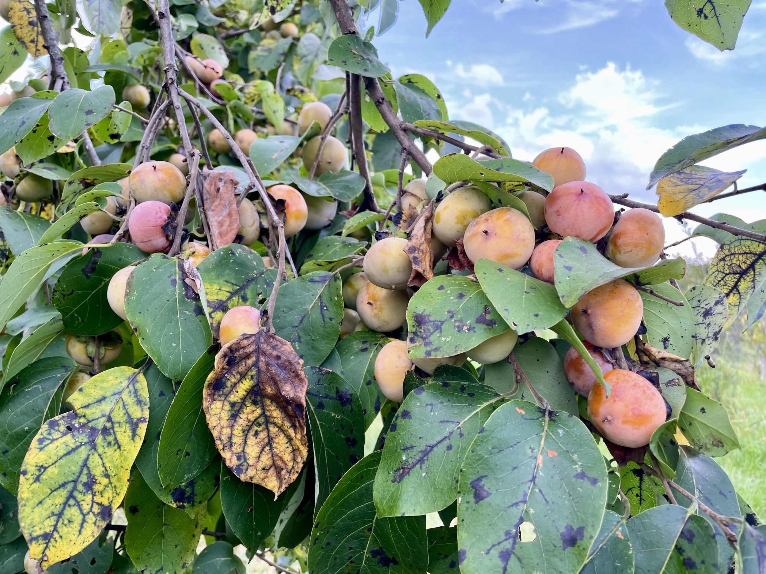 Yellowbud Farm
