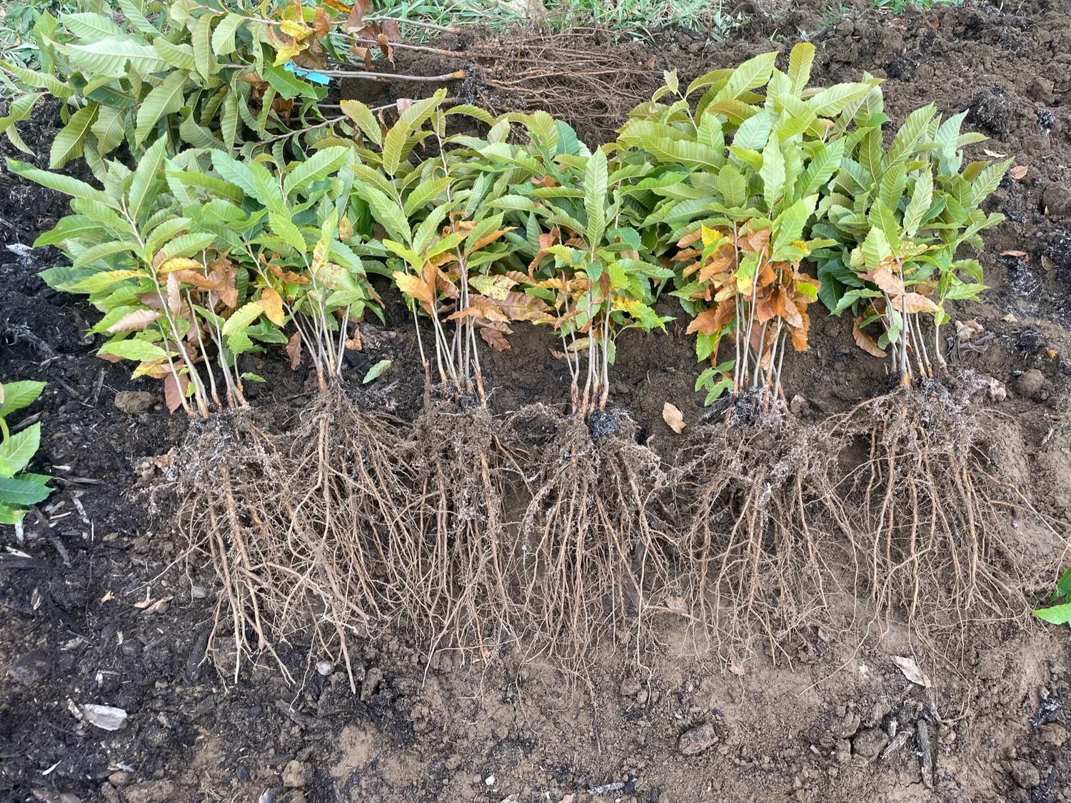 Yellowbud Farm
