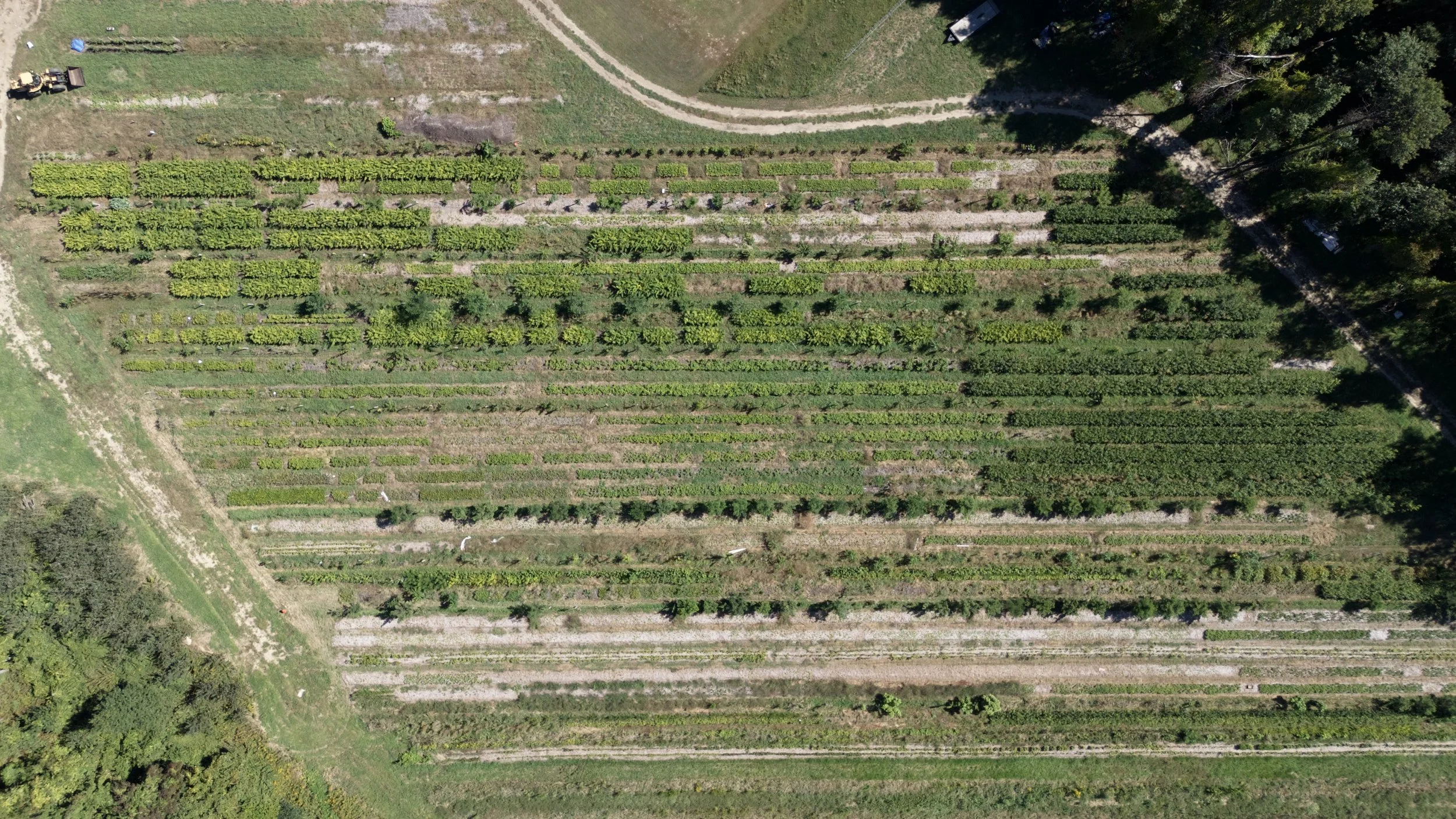 About — Yellowbud Farm