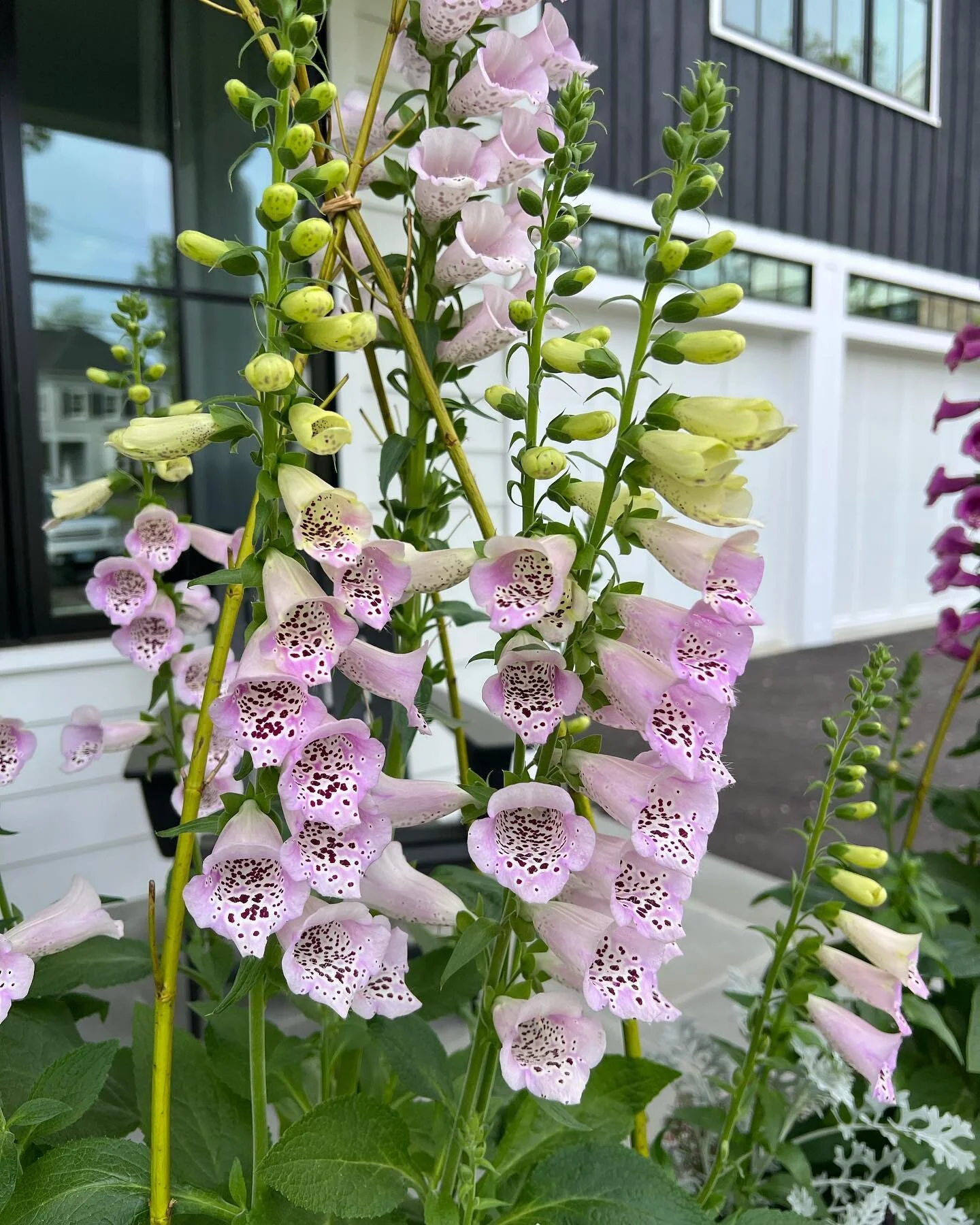 Flowers New Canaan Connecticut | Bloomcraft