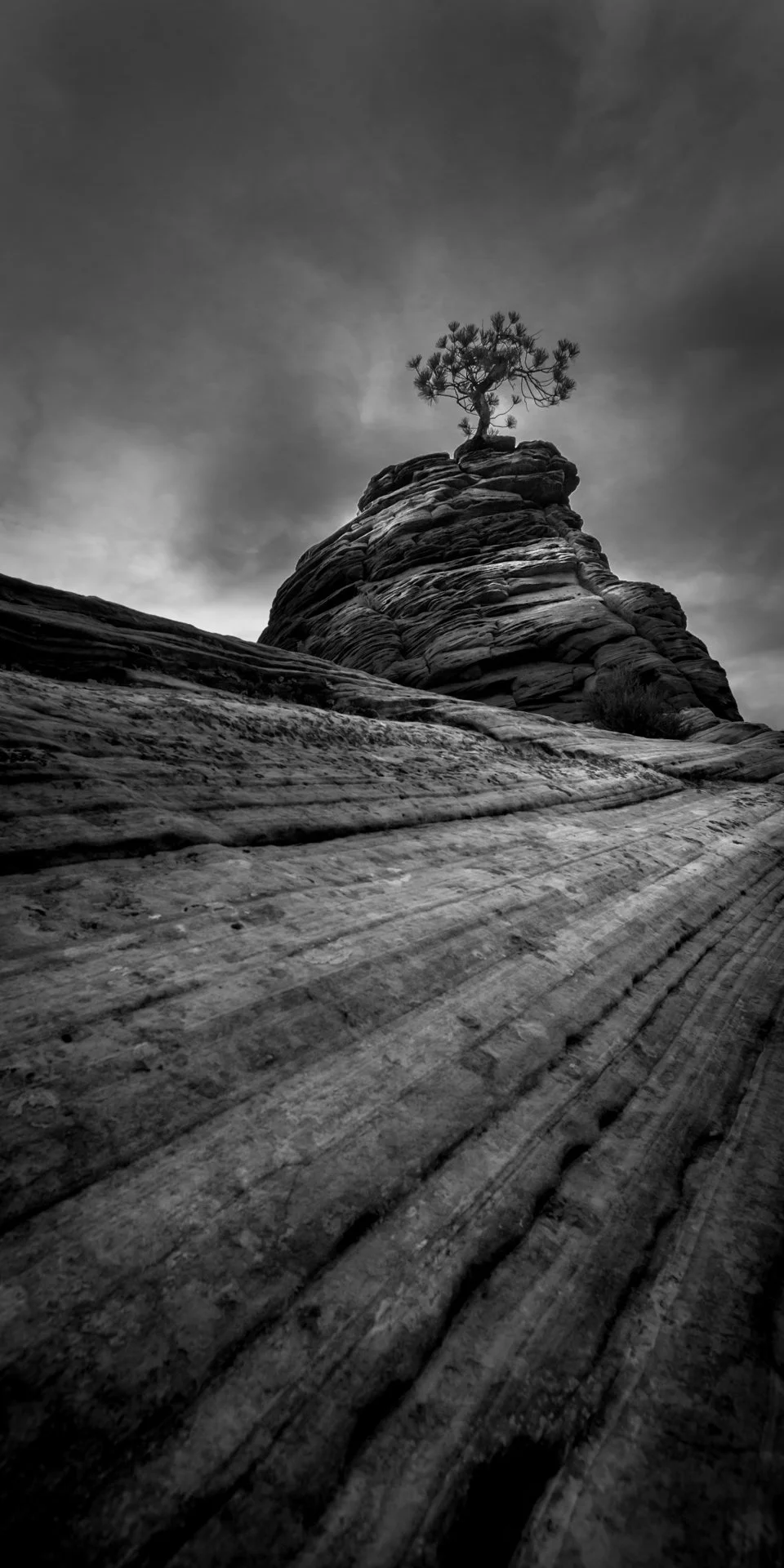 Zion Bonsai Tree — Brian Hibberd Photography