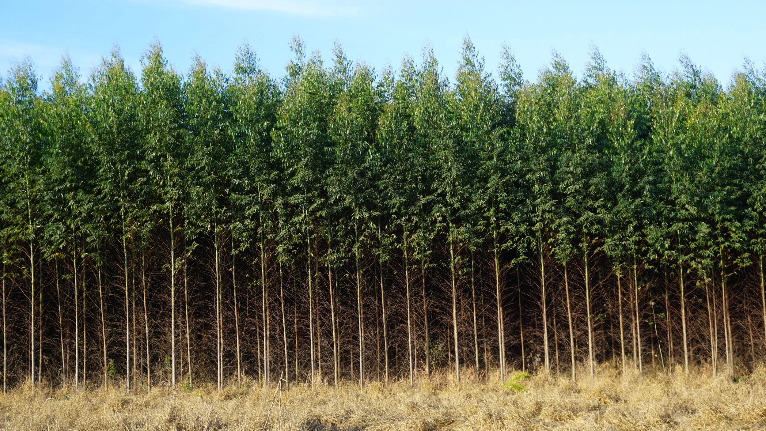 Research — Forest Productivity Cooperative