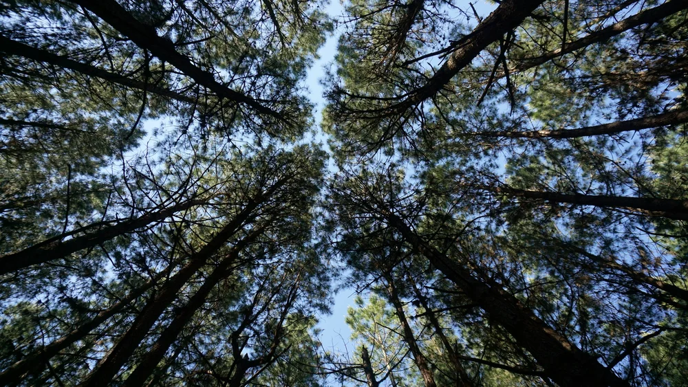 Forest Productivity Cooperative