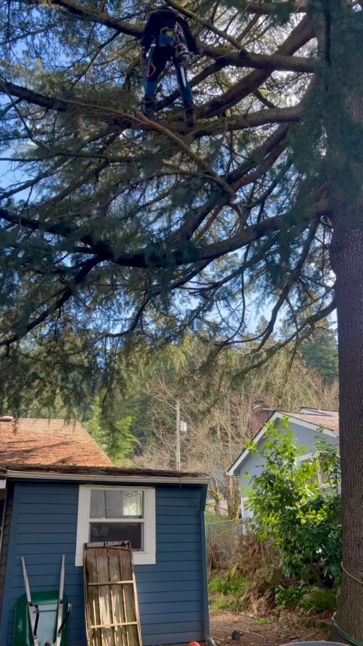 KING'S TREE SERVICE LLC