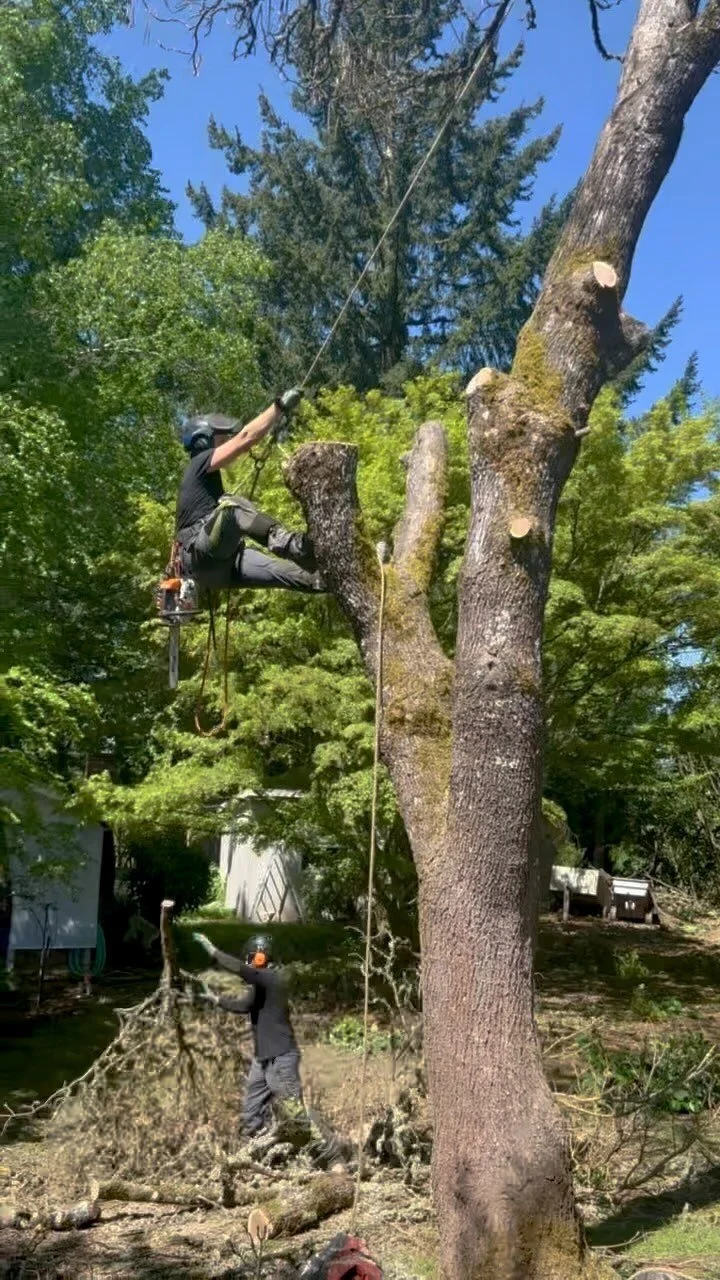KING'S TREE SERVICE LLC